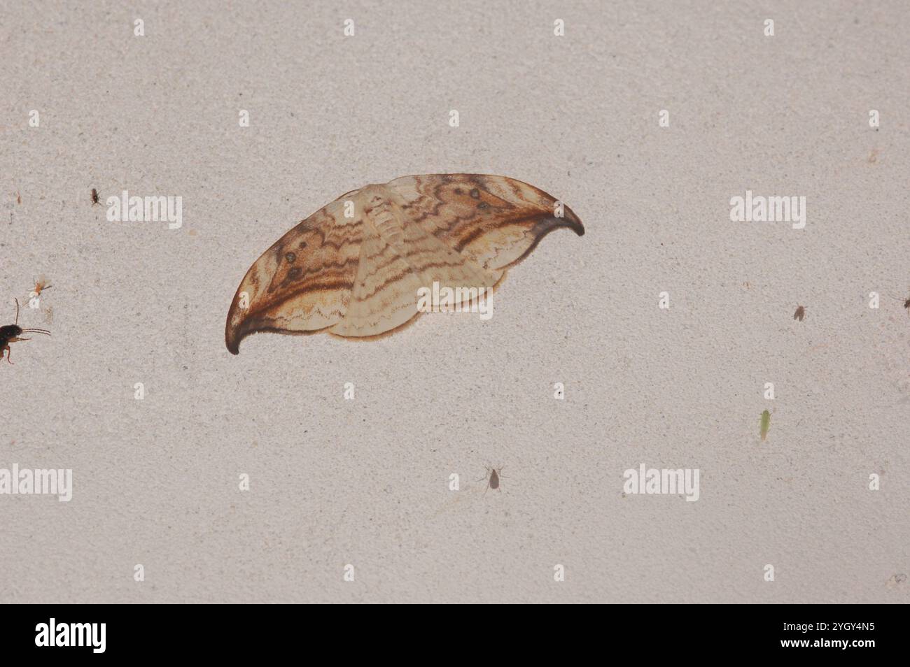 Arched Hooktip Moth (Drepana arcuata Stock Photo - Alamy