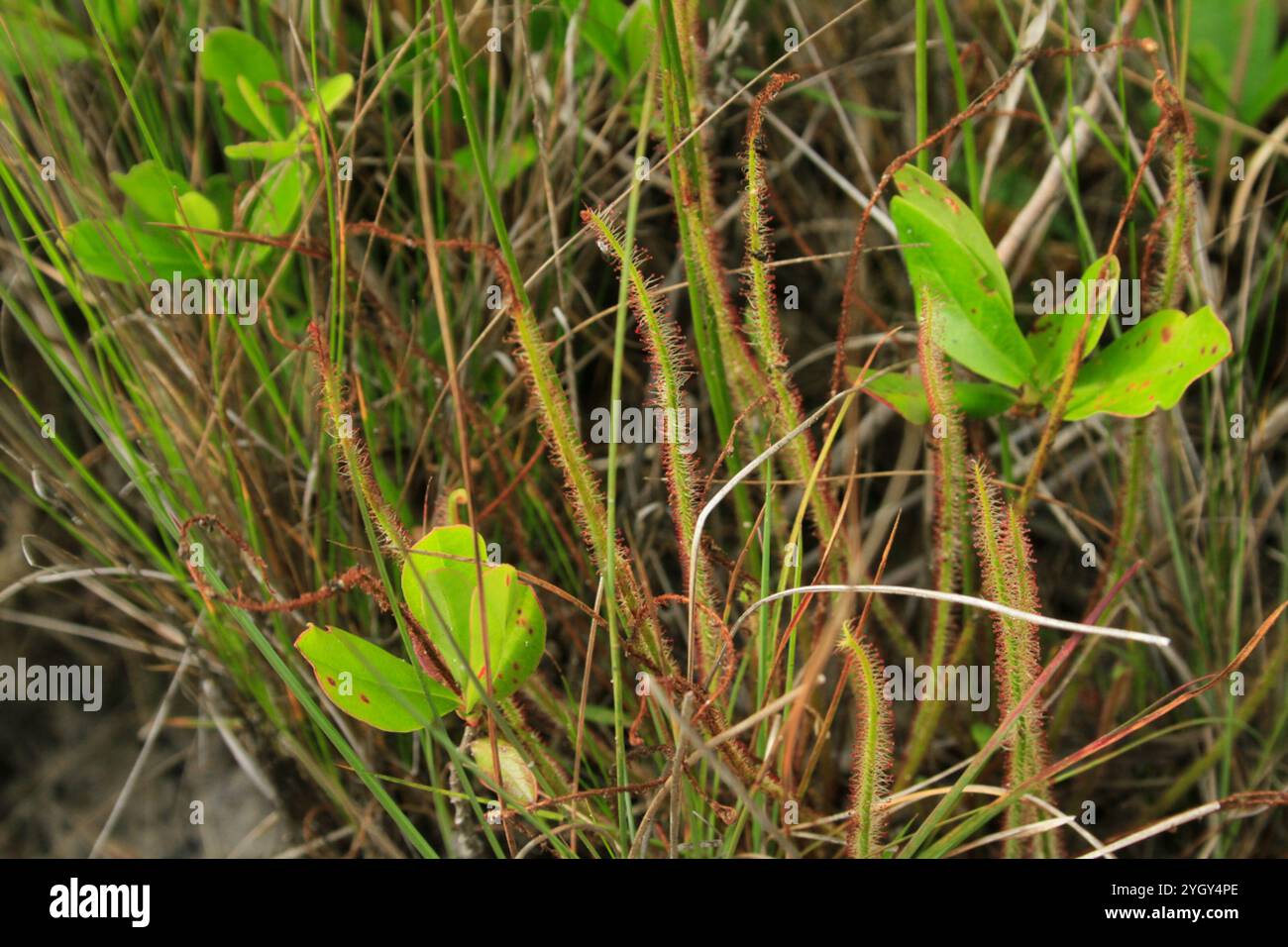 Northern Threadleaf Sundew (Drosera filiformis filiformis Stock Photo ...