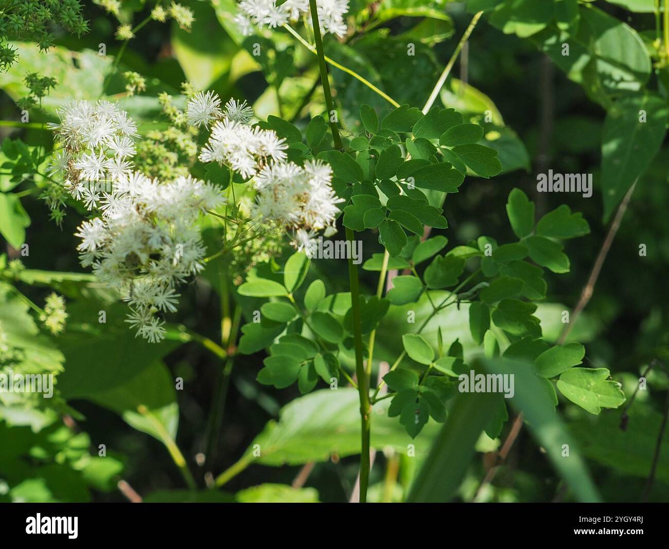 tall meadow-rue (Thalictrum pubescens Stock Photo - Alamy