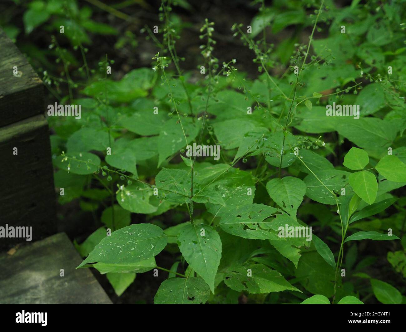 broadleaf enchanter's nightshade (Circaea canadensis Stock Photo - Alamy