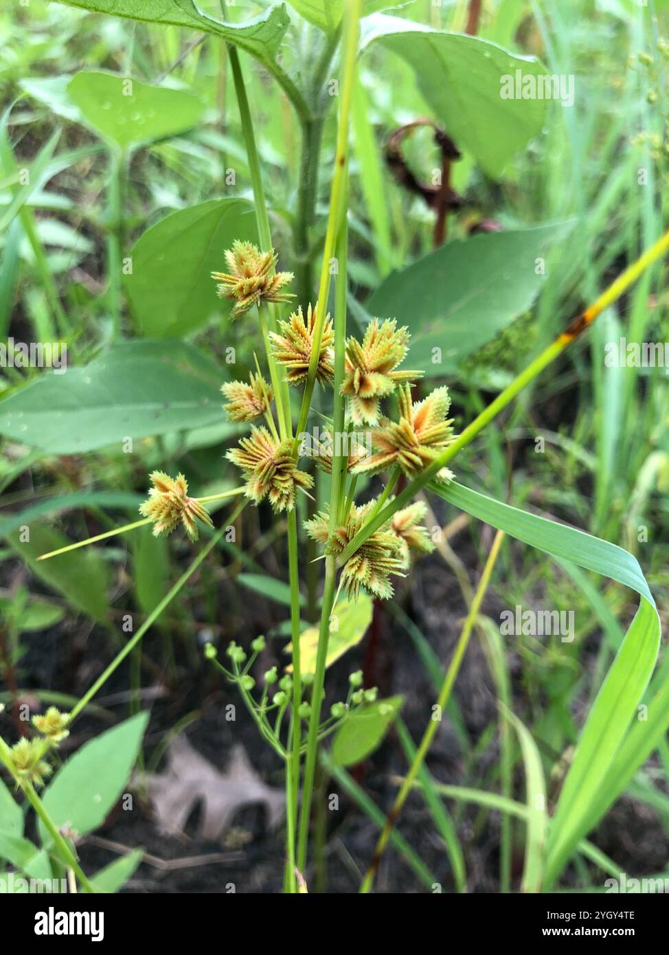 Short-point Flatsedge (Cyperus acuminatus Stock Photo - Alamy