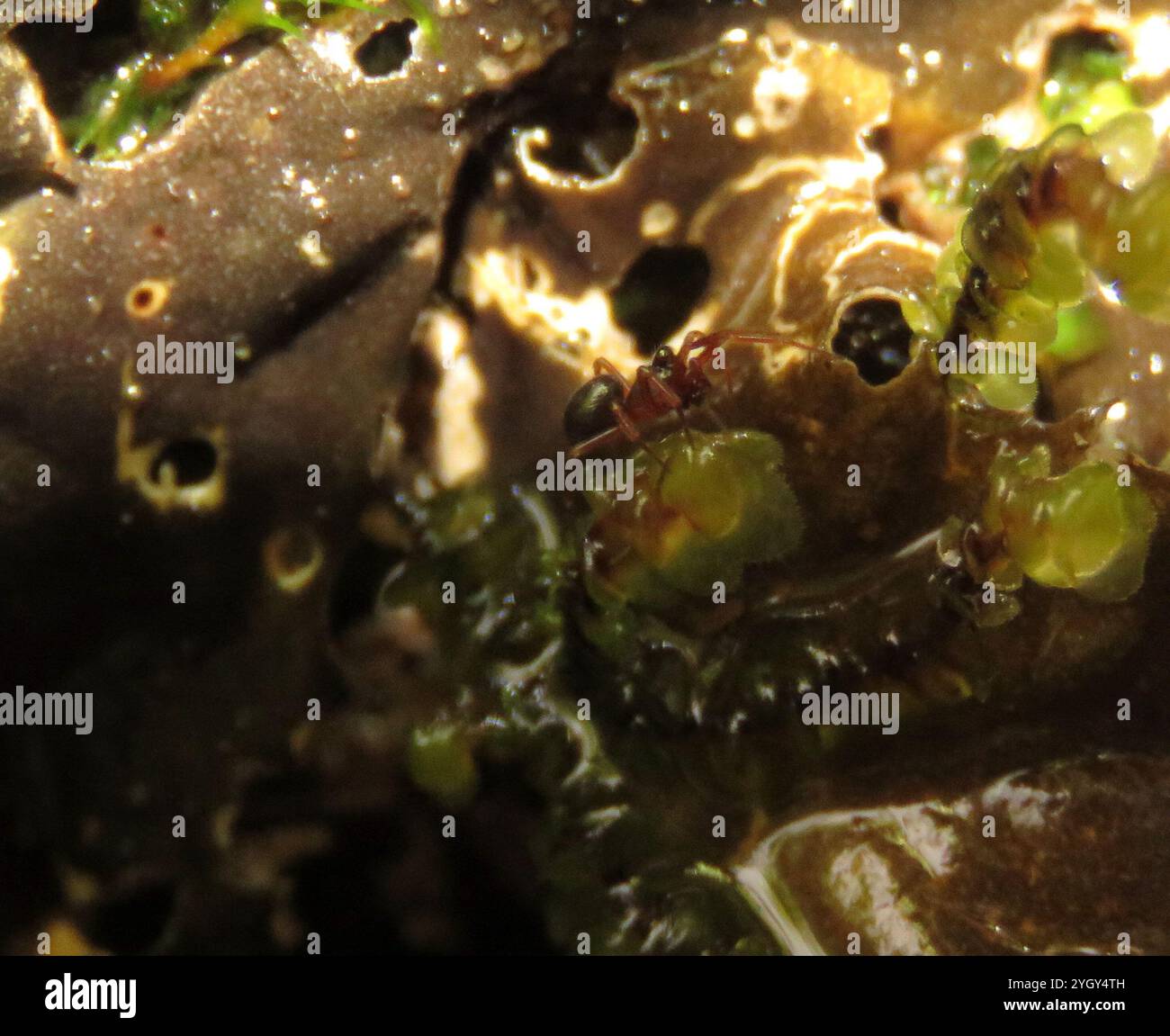 Sheetweb and Dwarf Weavers (Linyphiidae Stock Photo - Alamy