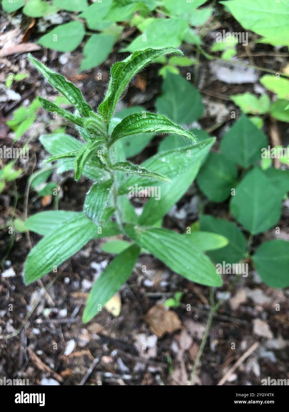 Marbleseed hi-res stock photography and images - Alamy
