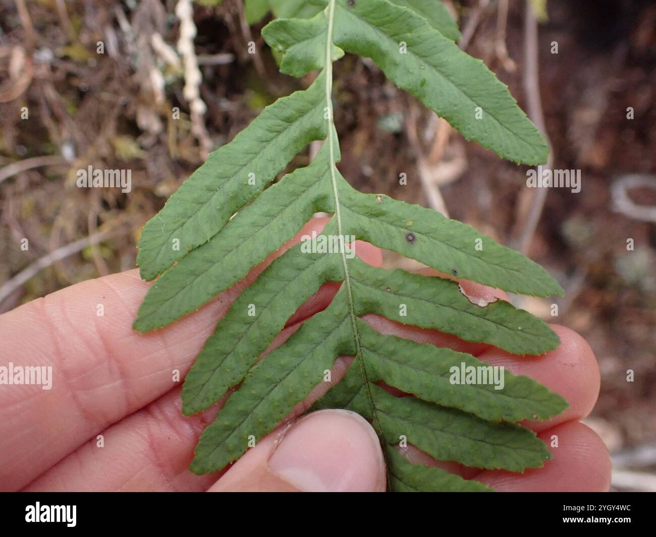 licorice fern (Polypodium glycyrrhiza Stock Photo - Alamy
