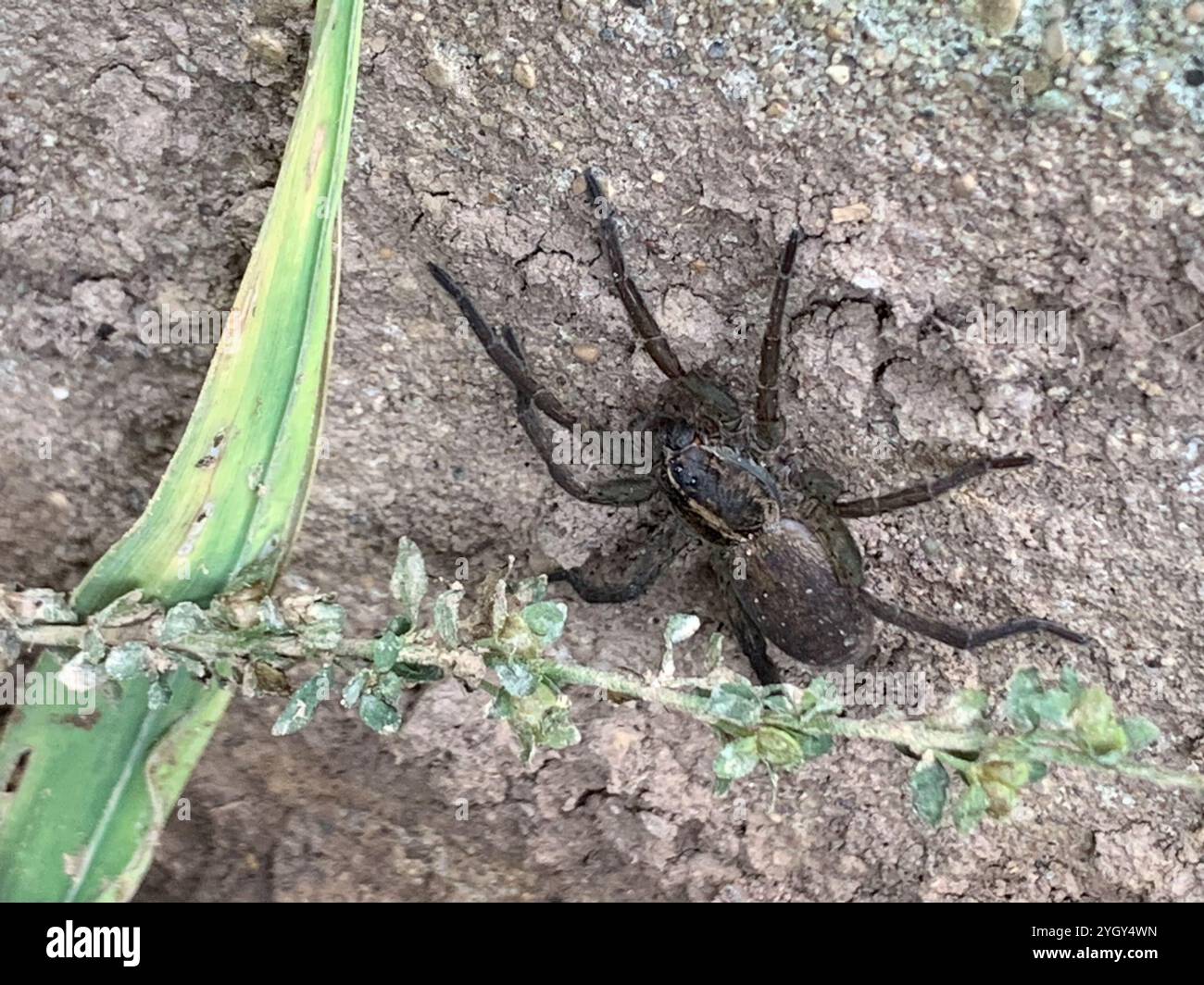 Wetland Giant Wolf Spider (Tigrosa helluo Stock Photo - Alamy