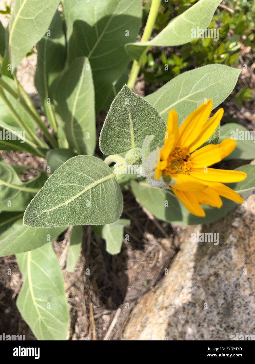 Woolly wyethia hi-res stock photography and images - Alamy