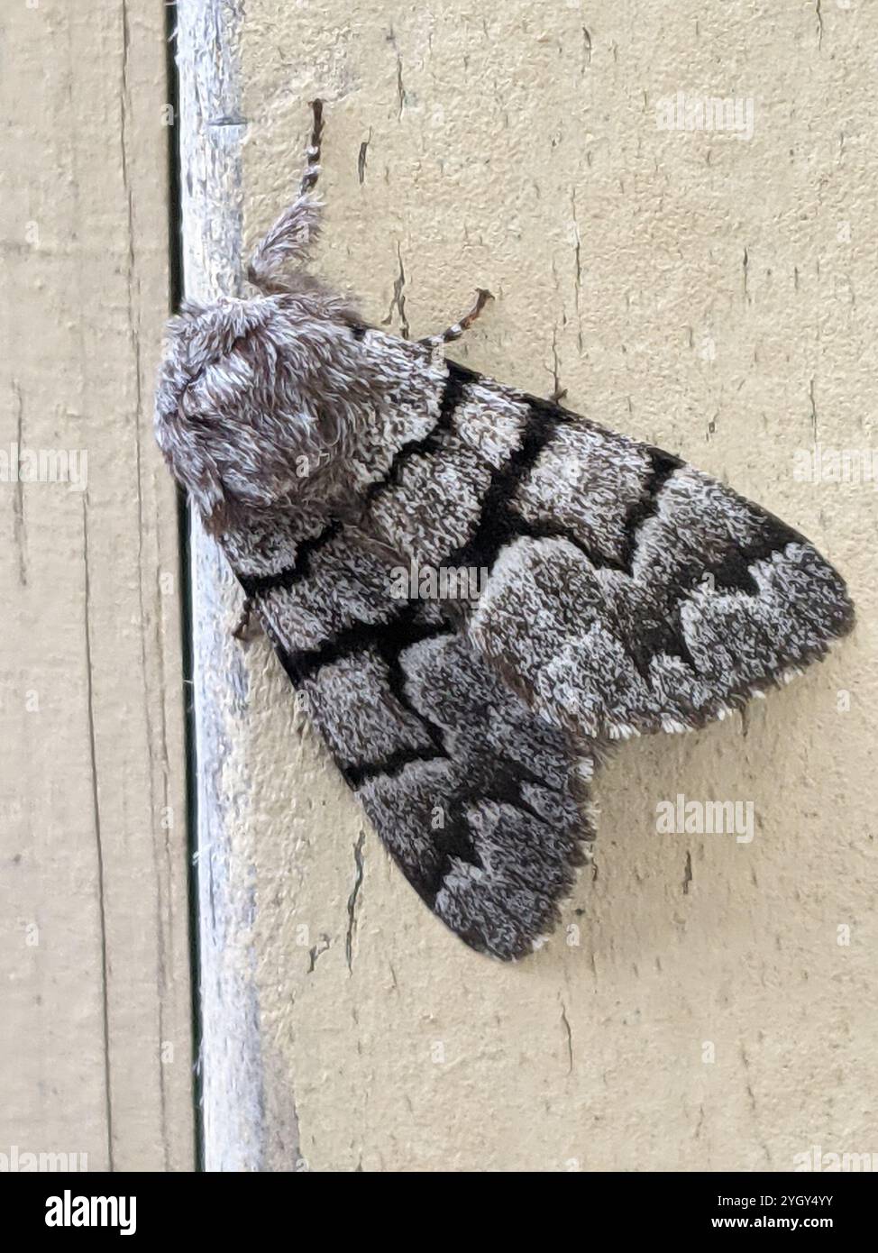 Eastern Panthea Moth (Panthea furcilla Stock Photo - Alamy