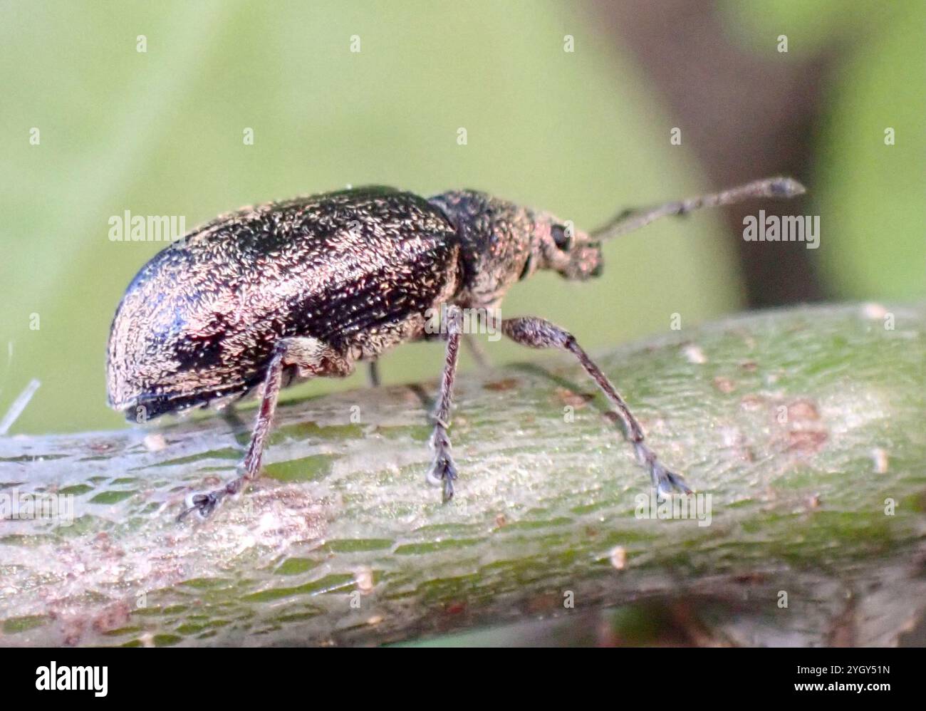 Common Leaf Weevil (Phyllobius pyri Stock Photo - Alamy