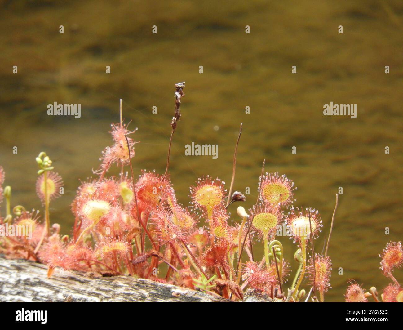 round-leaved sundew (Drosera rotundifolia Stock Photo - Alamy