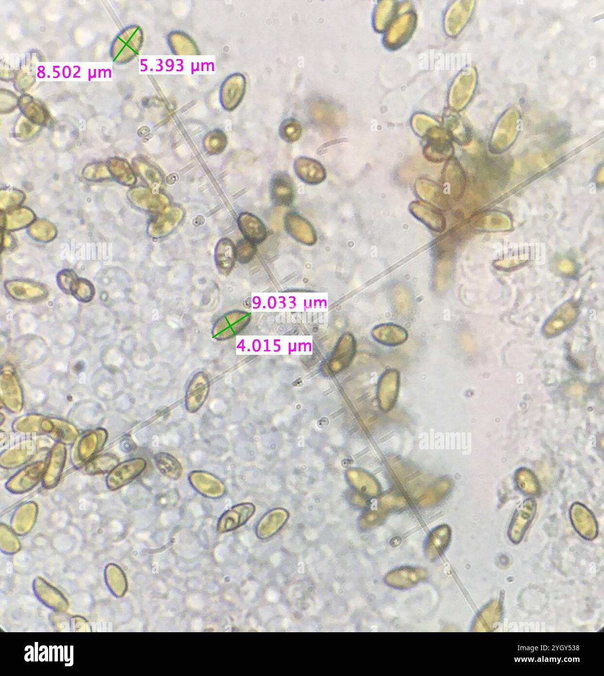 Bolbitius reticulatus hi-res stock photography and images - Alamy