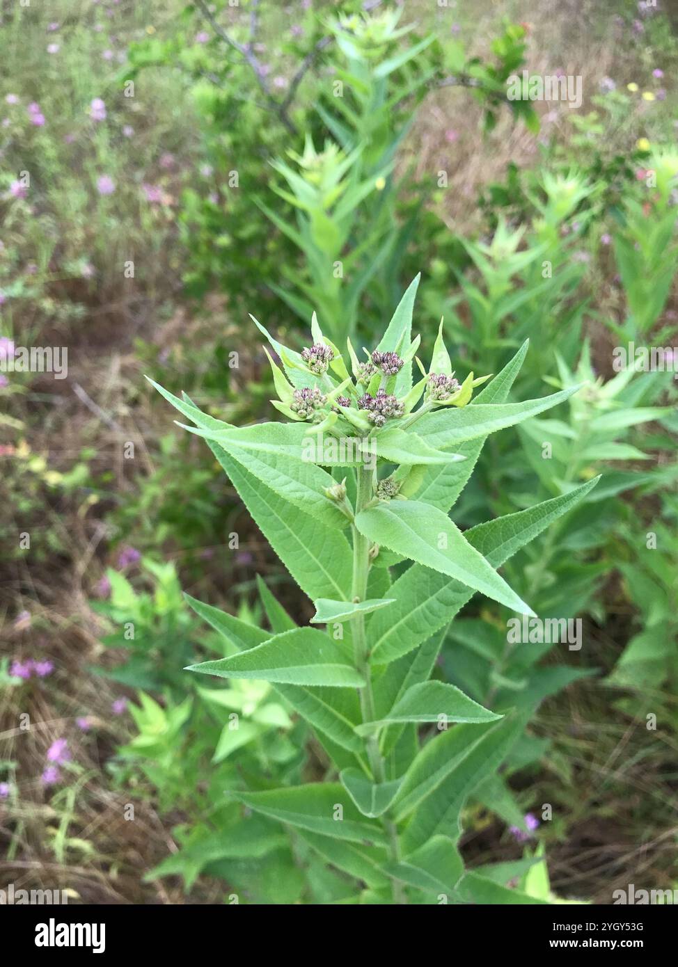 Western Ironweed (Vernonia baldwinii Stock Photo - Alamy