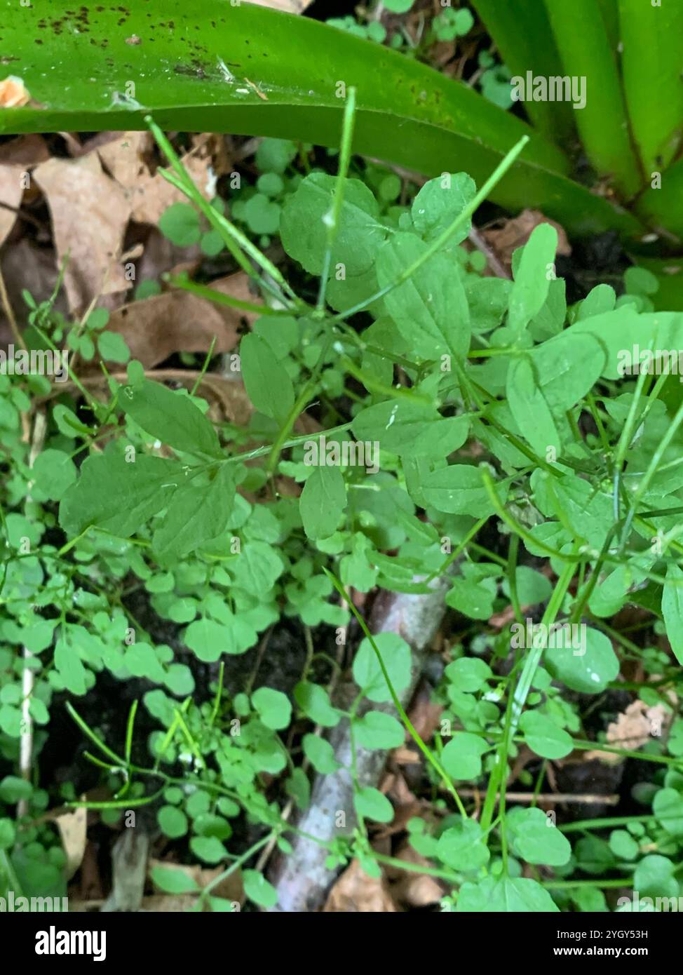 wavy bittercress (Cardamine flexuosa Stock Photo - Alamy