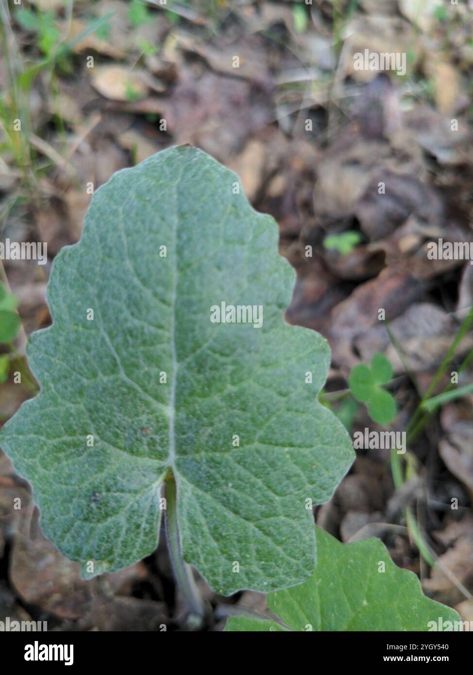 Arrowleaf coltsfoot hi-res stock photography and images - Alamy