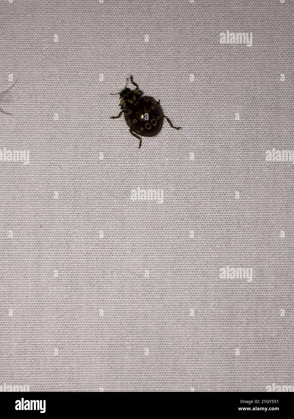 Eye-spotted Lady Beetle (Anatis mali Stock Photo - Alamy