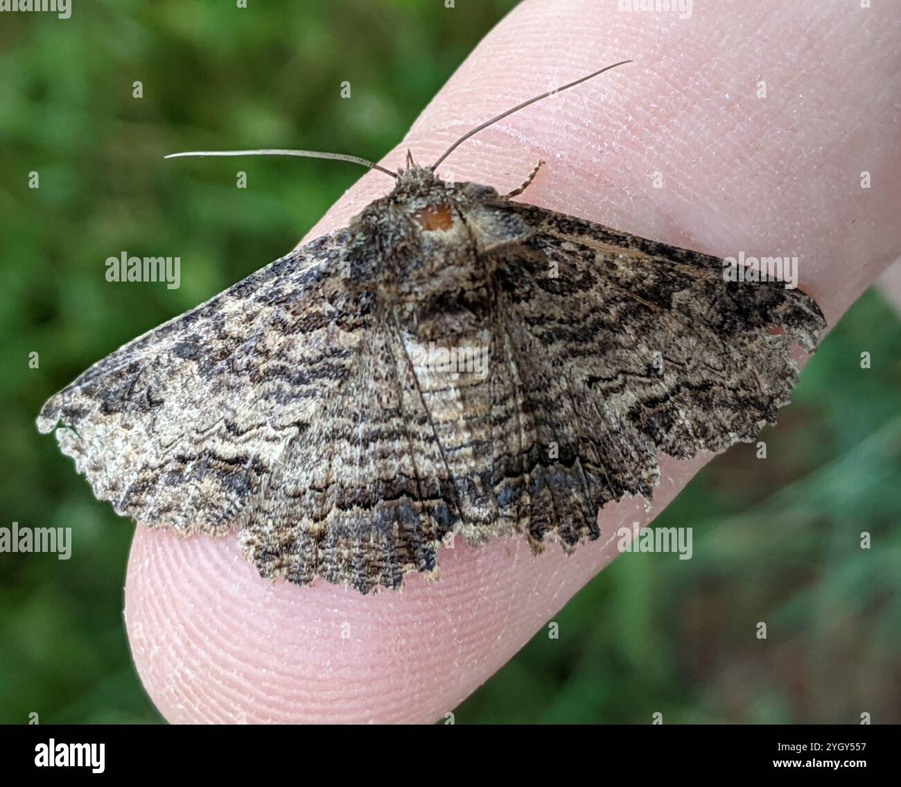 Lunate Zale Moth (Zale lunata Stock Photo - Alamy