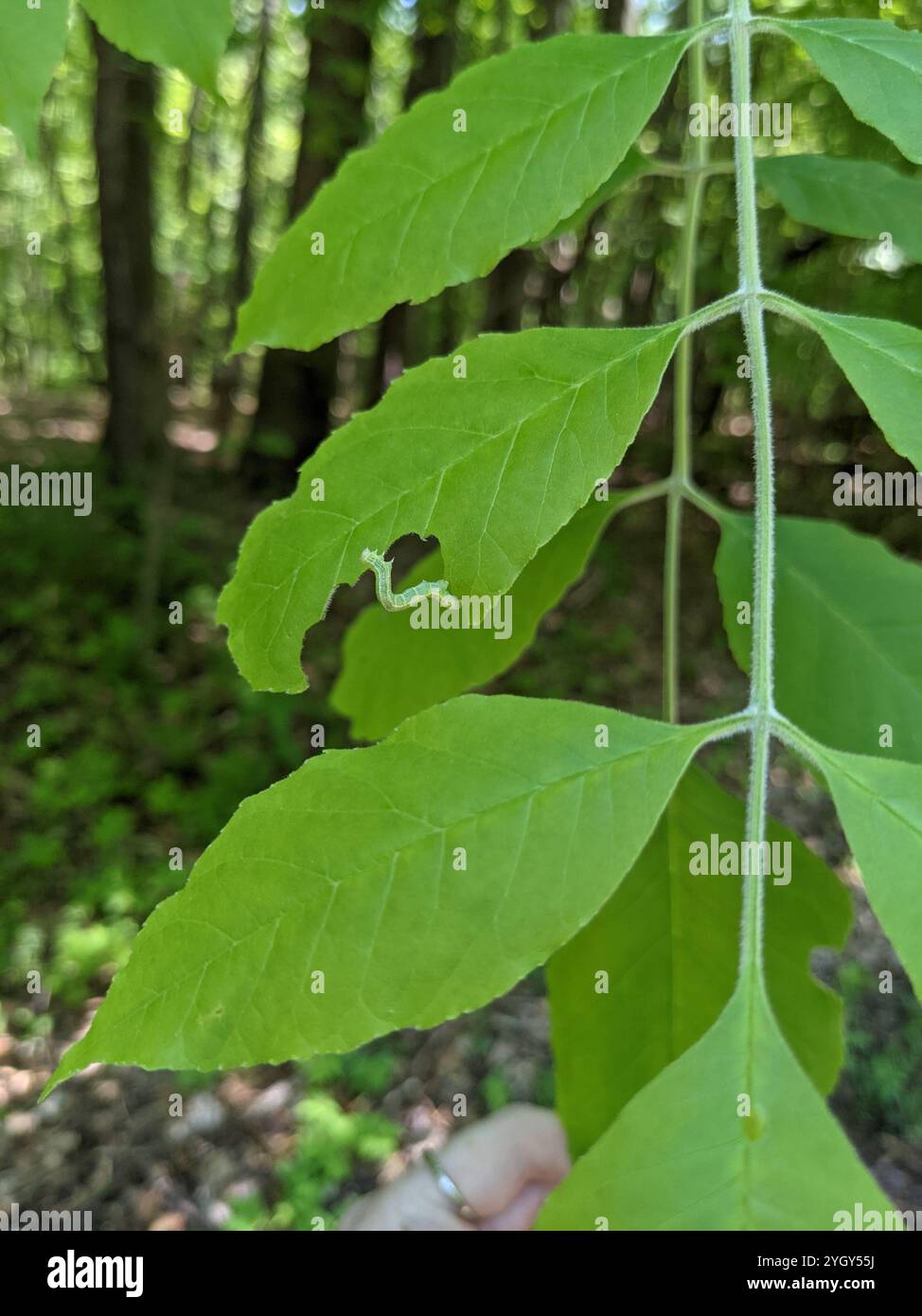 Spring Cankerworm Moth (Paleacrita vernata Stock Photo - Alamy