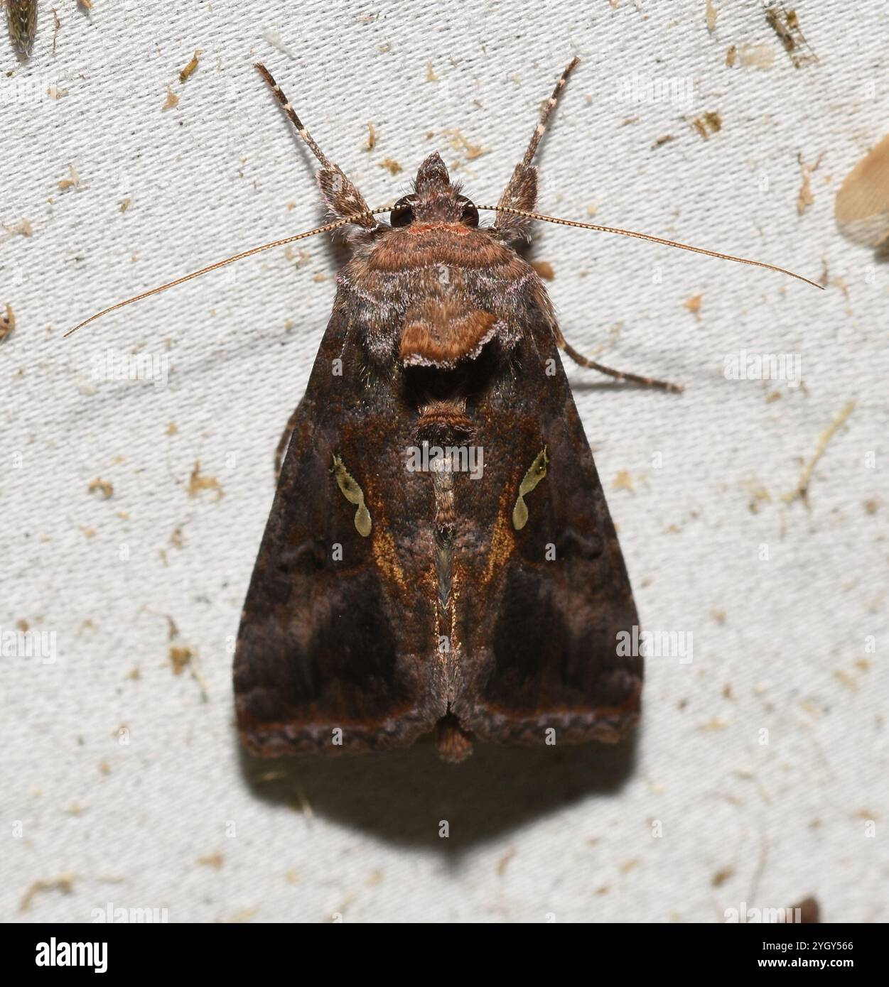 Autographa precationis hi-res stock photography and images - Alamy