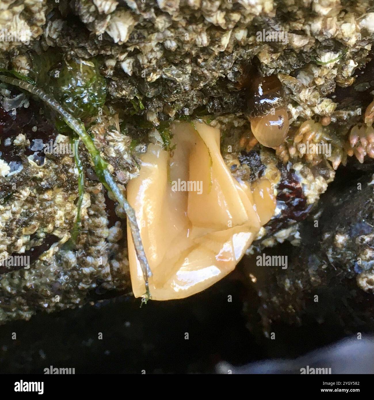 Doris montereyensis hi-res stock photography and images - Alamy