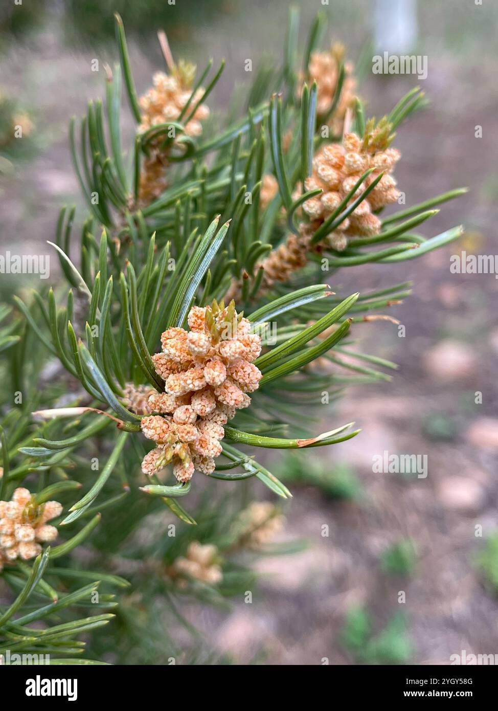 Colorado Pinyon (Pinus edulis Stock Photo - Alamy
