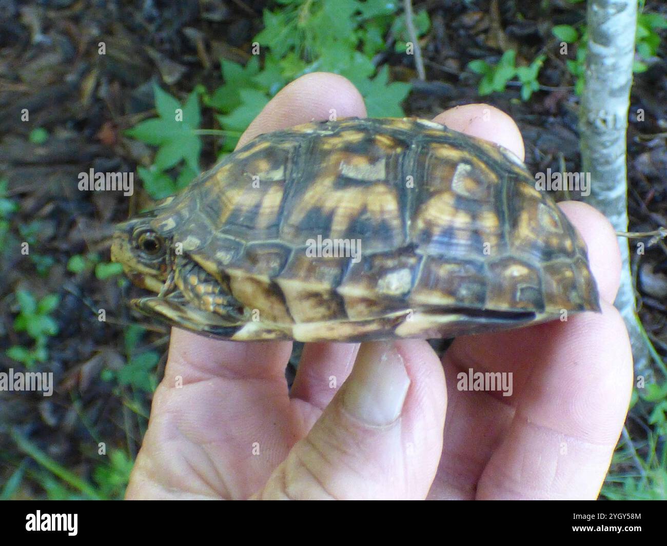 Eastern Box Turtle (Terrapene carolina carolina Stock Photo - Alamy