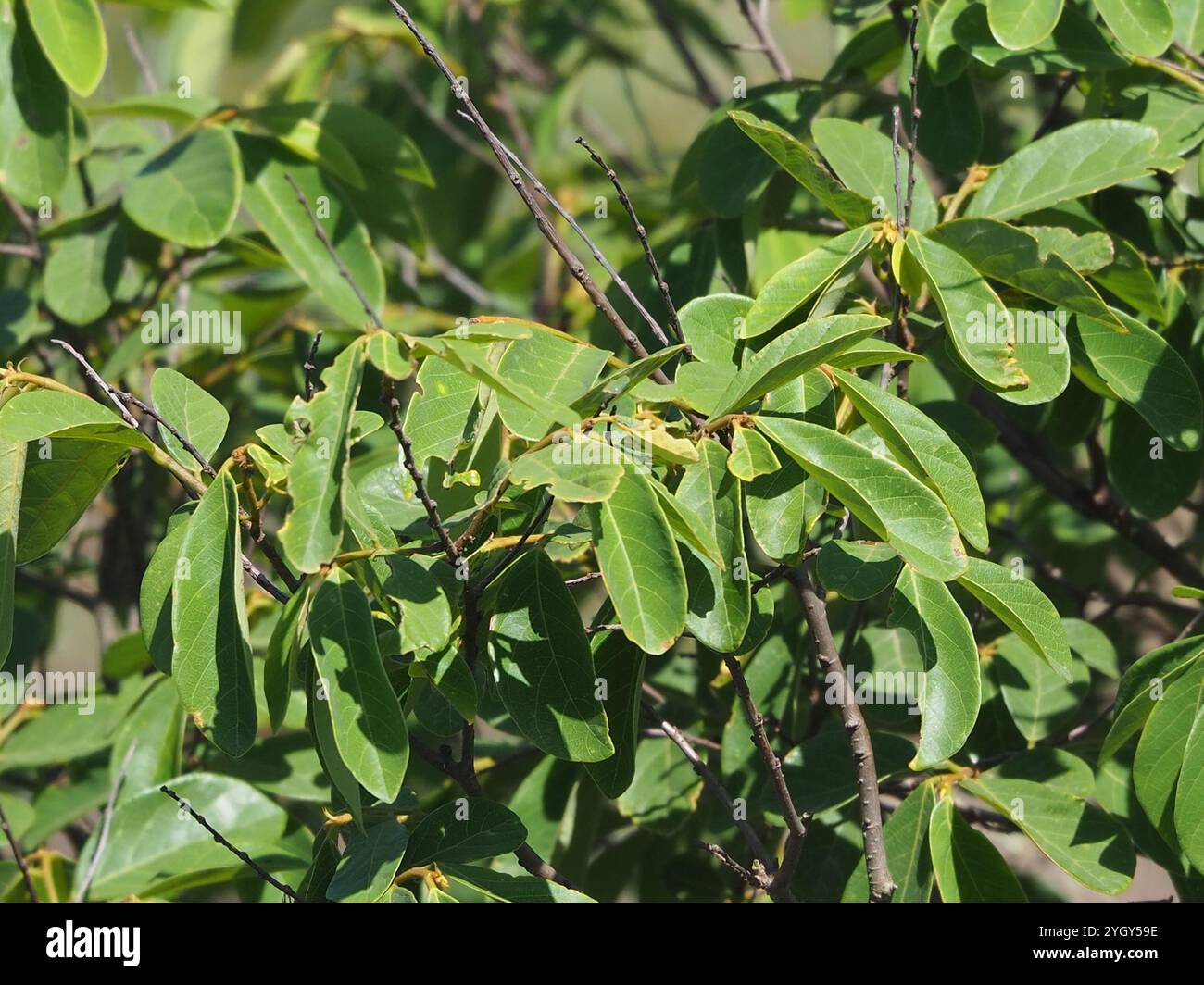 Pop-gun Seed (Bridelia tomentosa Stock Photo - Alamy