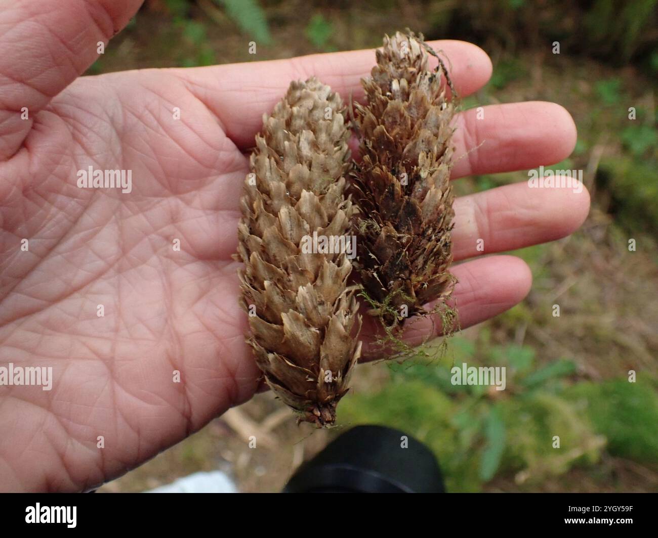 Sitka spruce (Picea sitchensis Stock Photo - Alamy