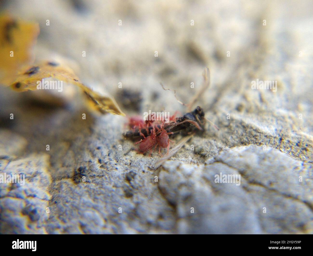 Sidewalk Mites (Balaustium Stock Photo - Alamy