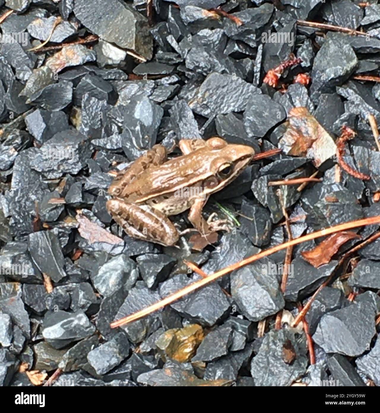 Southern Leopard Frog (Lithobates sphenocephalus Stock Photo - Alamy