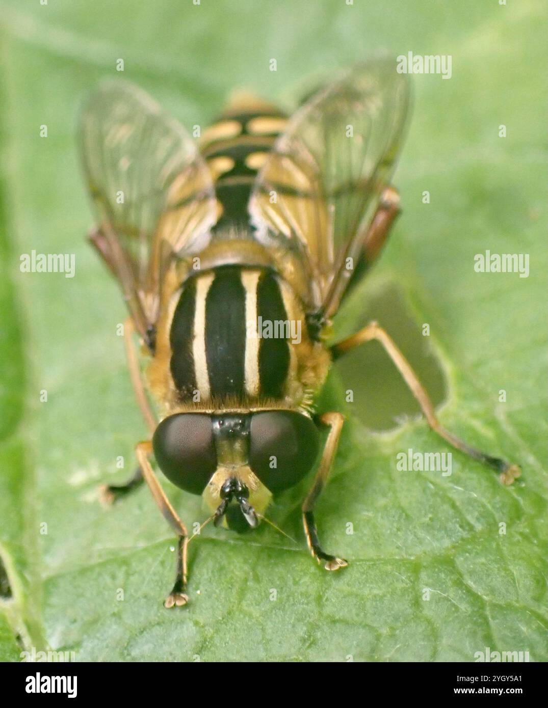 Sun Fly (Helophilus pendulus Stock Photo - Alamy