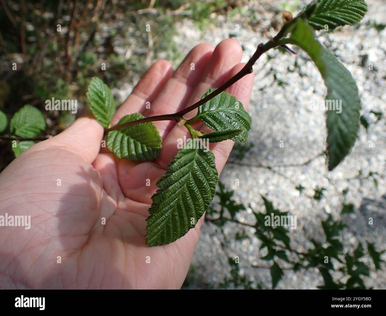 Red Alder (Alnus rubra Stock Photo - Alamy