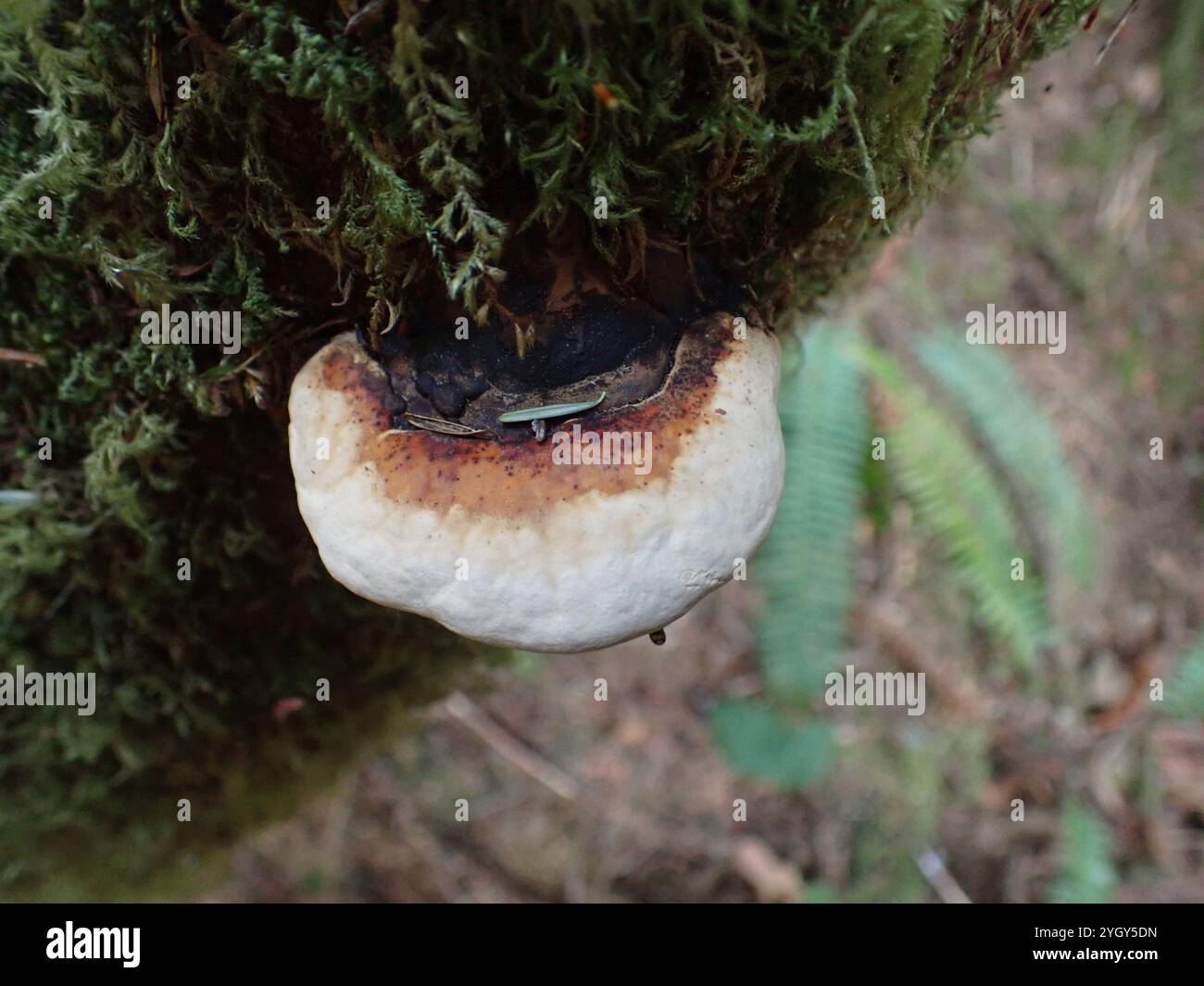 Red-banded Conks (Fomitopsis pinicola Stock Photo - Alamy