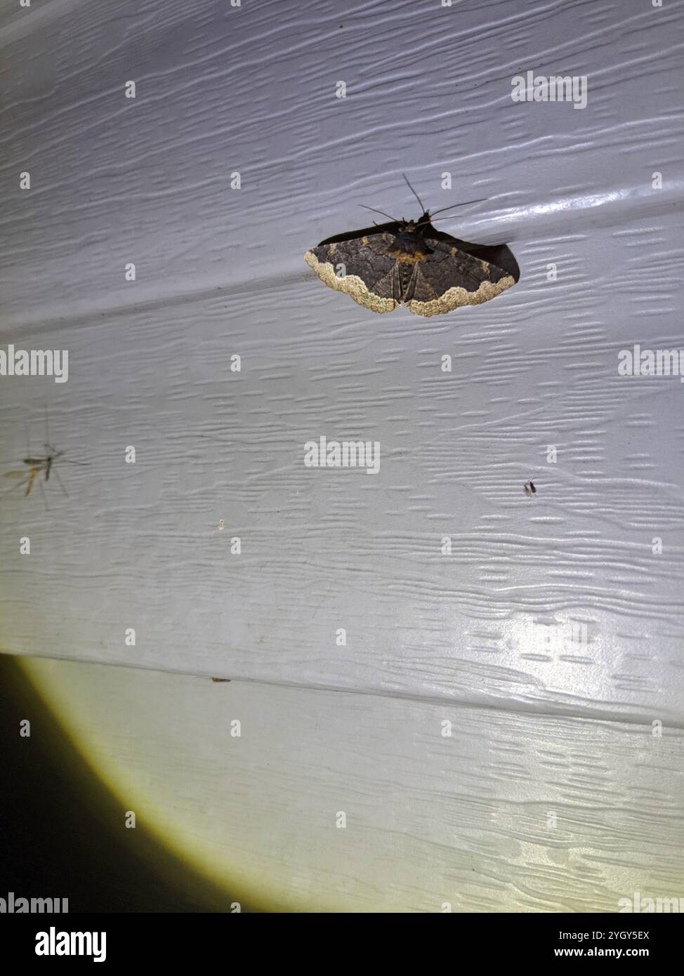 Horrid Zale Moth (Zale horrida Stock Photo - Alamy