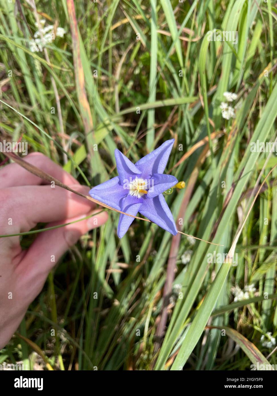 Nemastylis geminiflora hi-res stock photography and images - Alamy