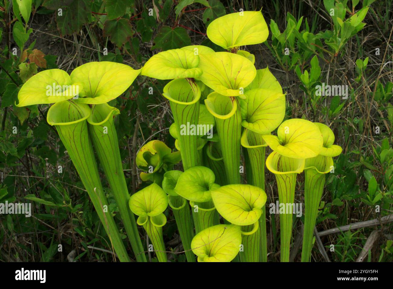 yellow pitcher plant (Sarracenia flava Stock Photo - Alamy