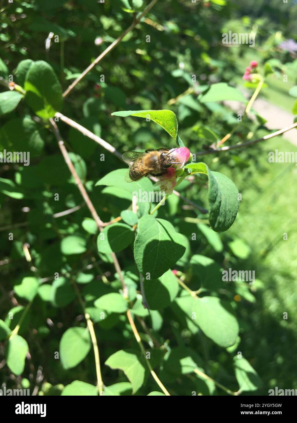 Roundleaf snowberry hi-res stock photography and images - Alamy