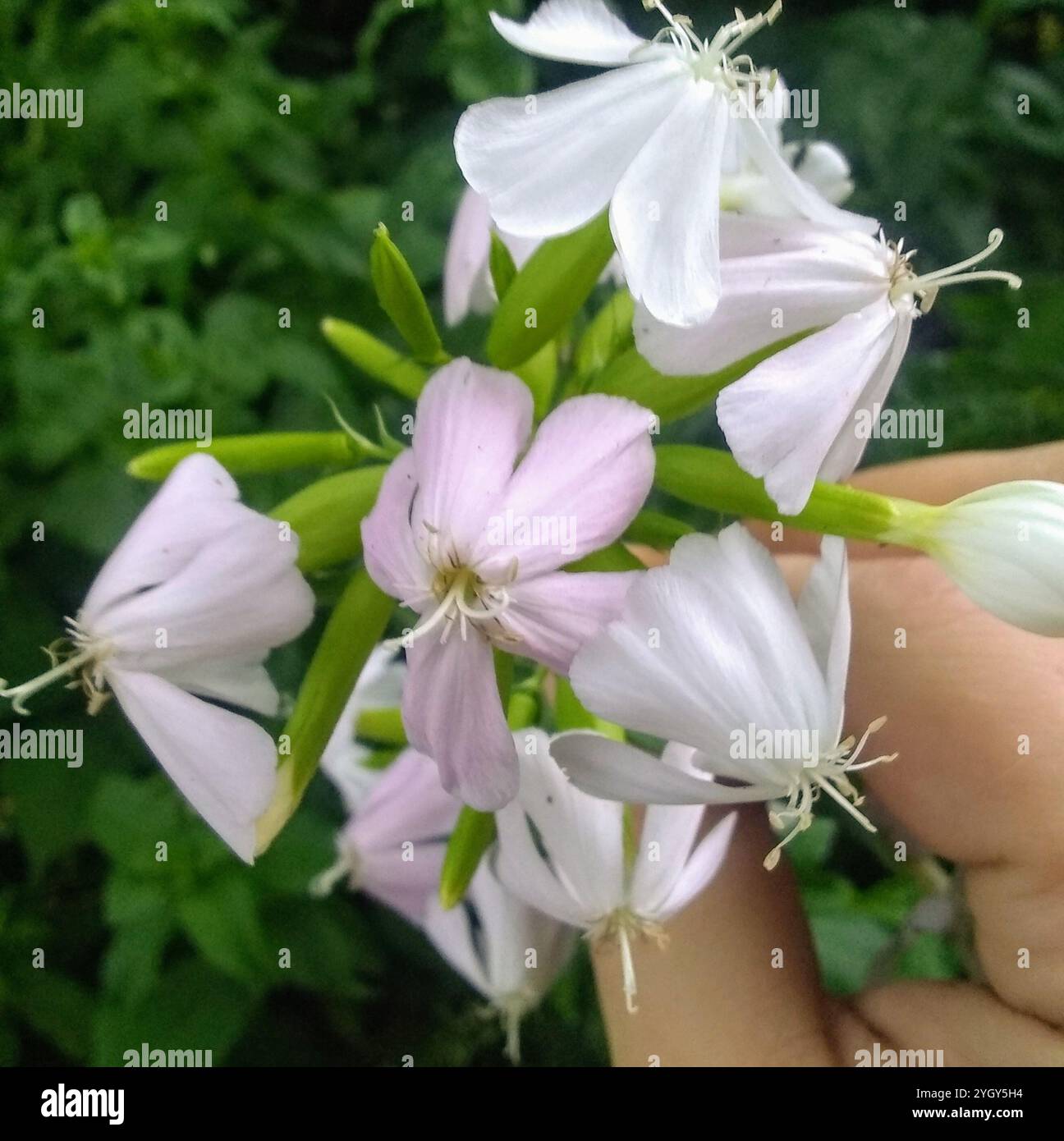 common soapwort (Saponaria officinalis Stock Photo - Alamy