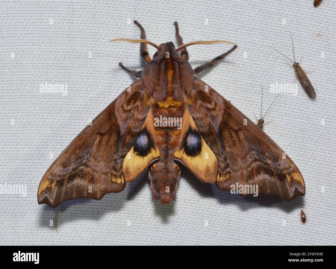 Small-eyed Sphinx (Paonias myops Stock Photo - Alamy