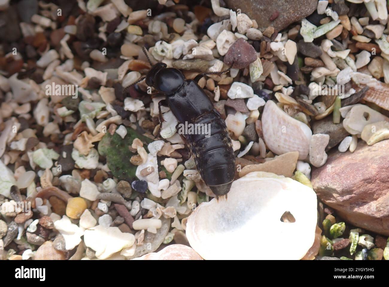 hairy rove beetle (Creophilus maxillosus Stock Photo - Alamy