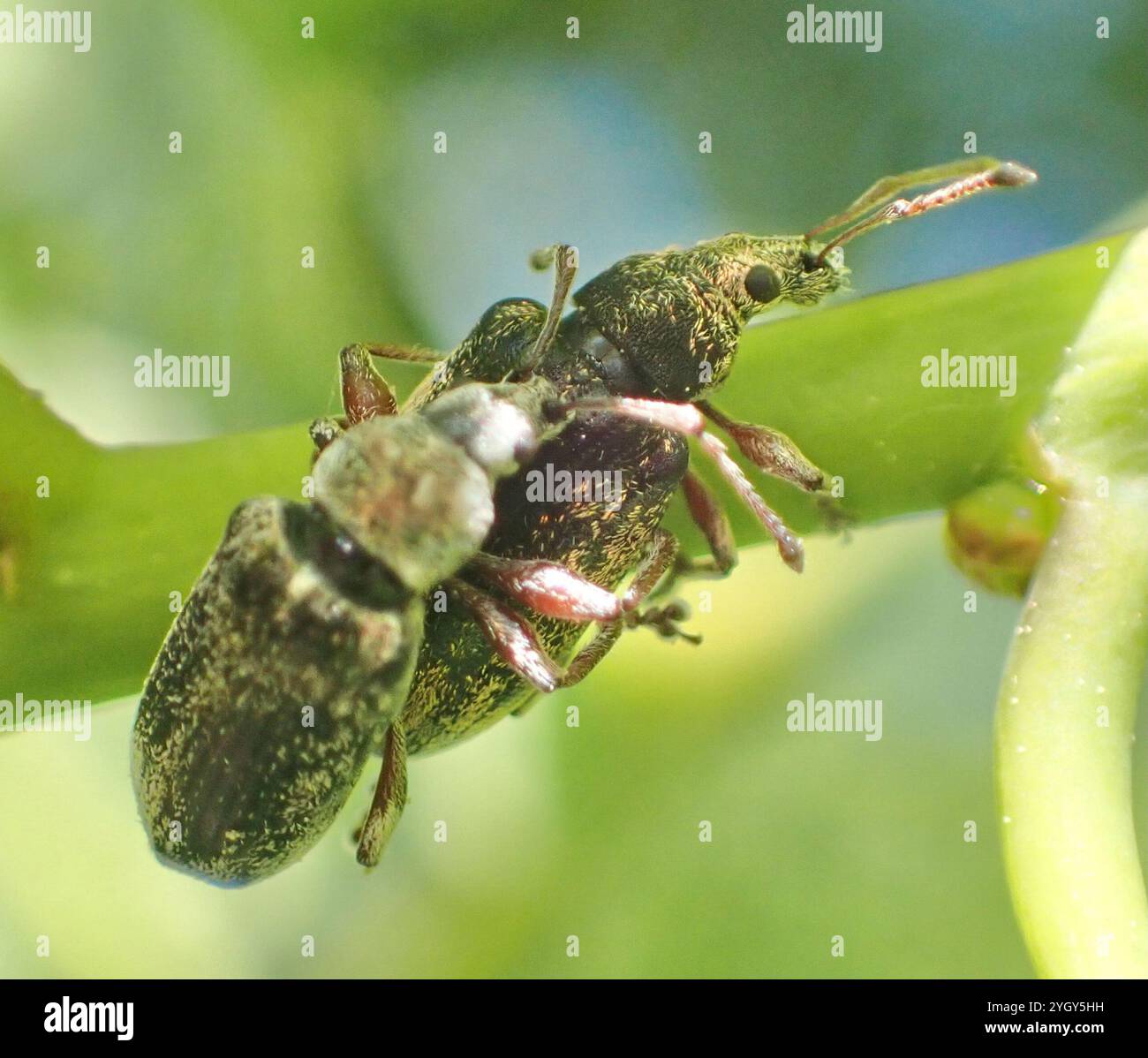 Common Leaf Weevil (Phyllobius pyri Stock Photo - Alamy
