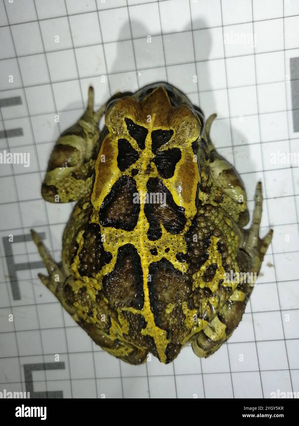 Western Leopard Toad (Sclerophrys pantherina Stock Photo - Alamy