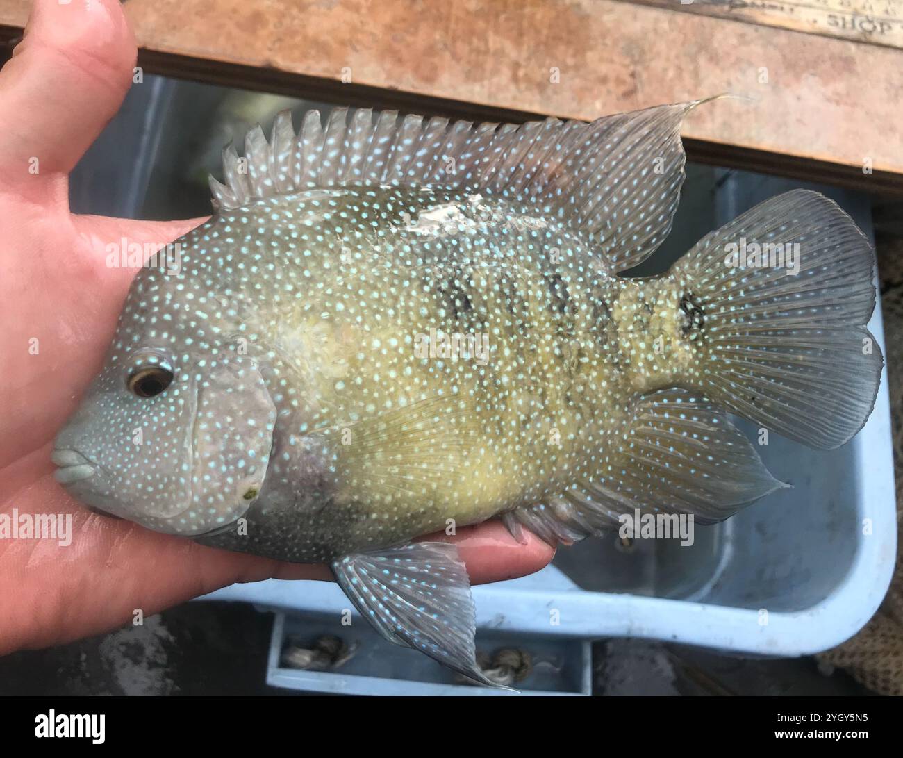 Texas Cichlid (Herichthys cyanoguttatus Stock Photo - Alamy