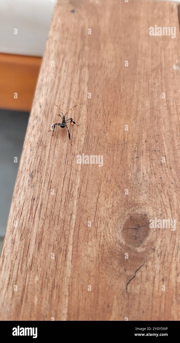 Spine-headed Bugs (Acanthocephala Stock Photo - Alamy