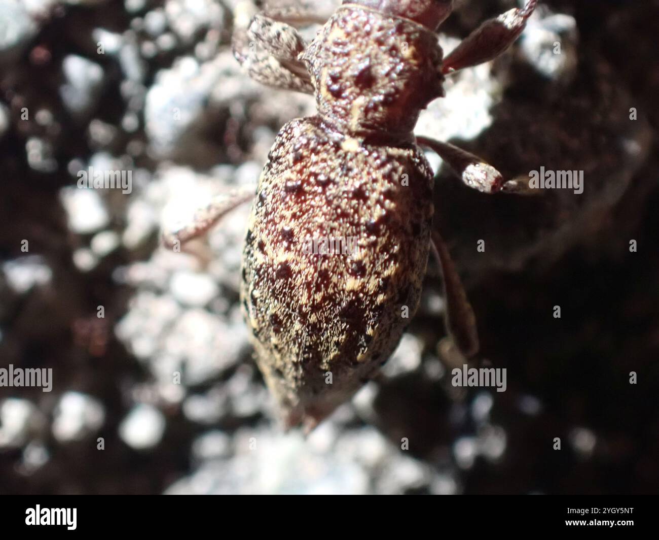 Thorn-tailed Longhorn Beetle (Plectrura spinicauda Stock Photo - Alamy