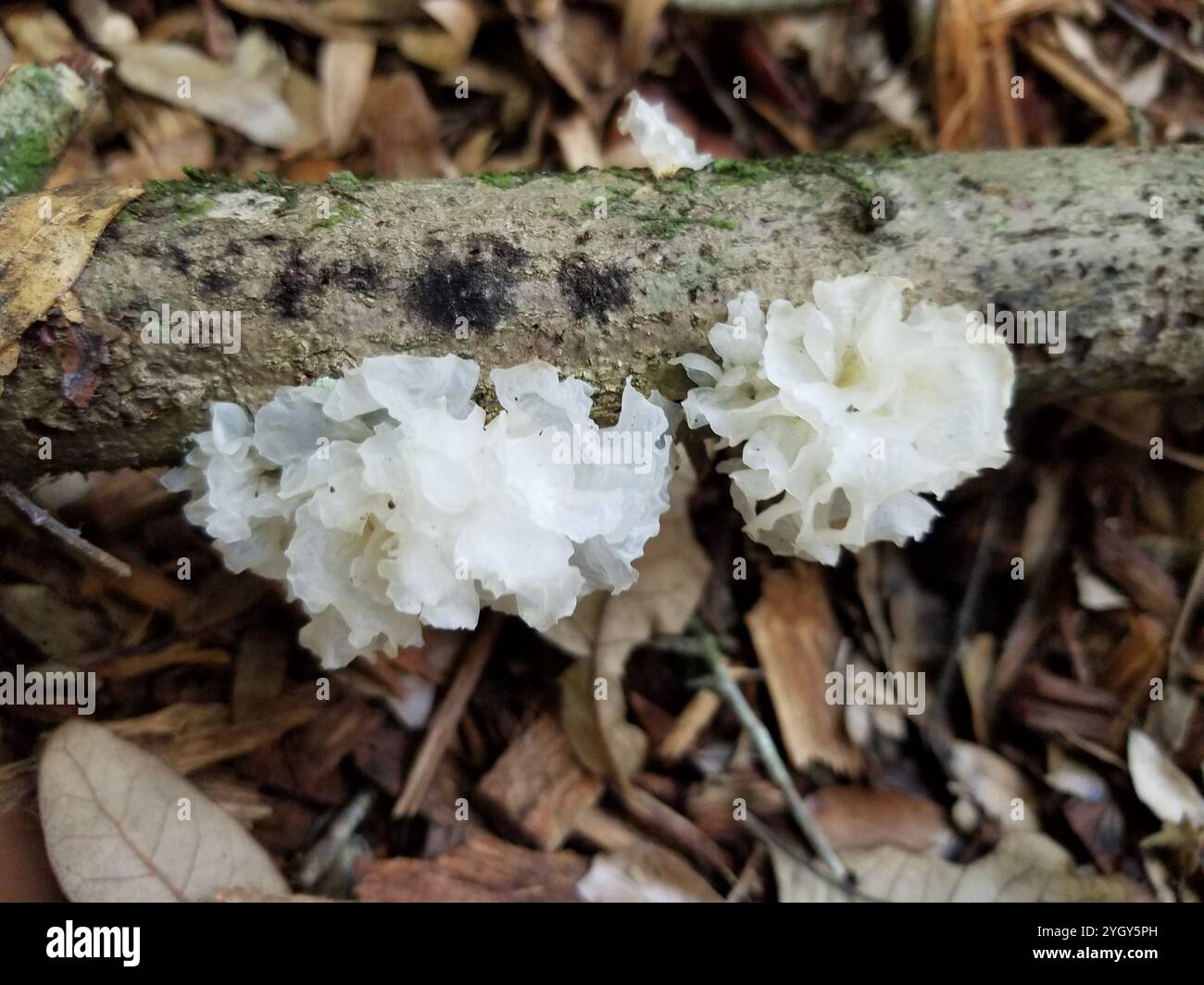 snow fungus (Tremella fuciformis Stock Photo - Alamy