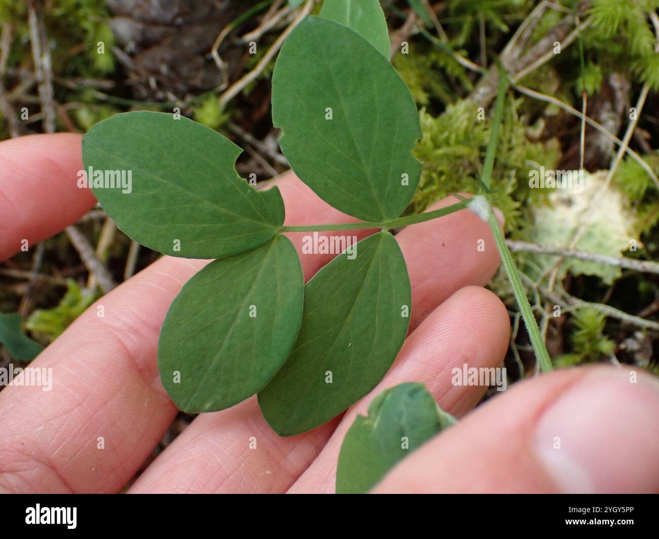 Sierra Nevada Peavine (Lathyrus nevadensis Stock Photo - Alamy