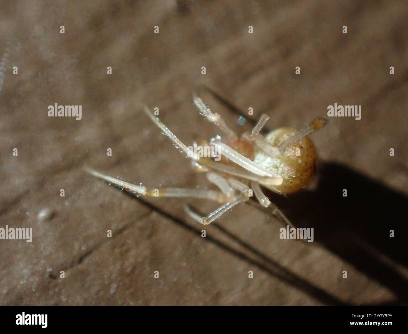 Comb-footed Spiders (Theridiidae Stock Photo - Alamy