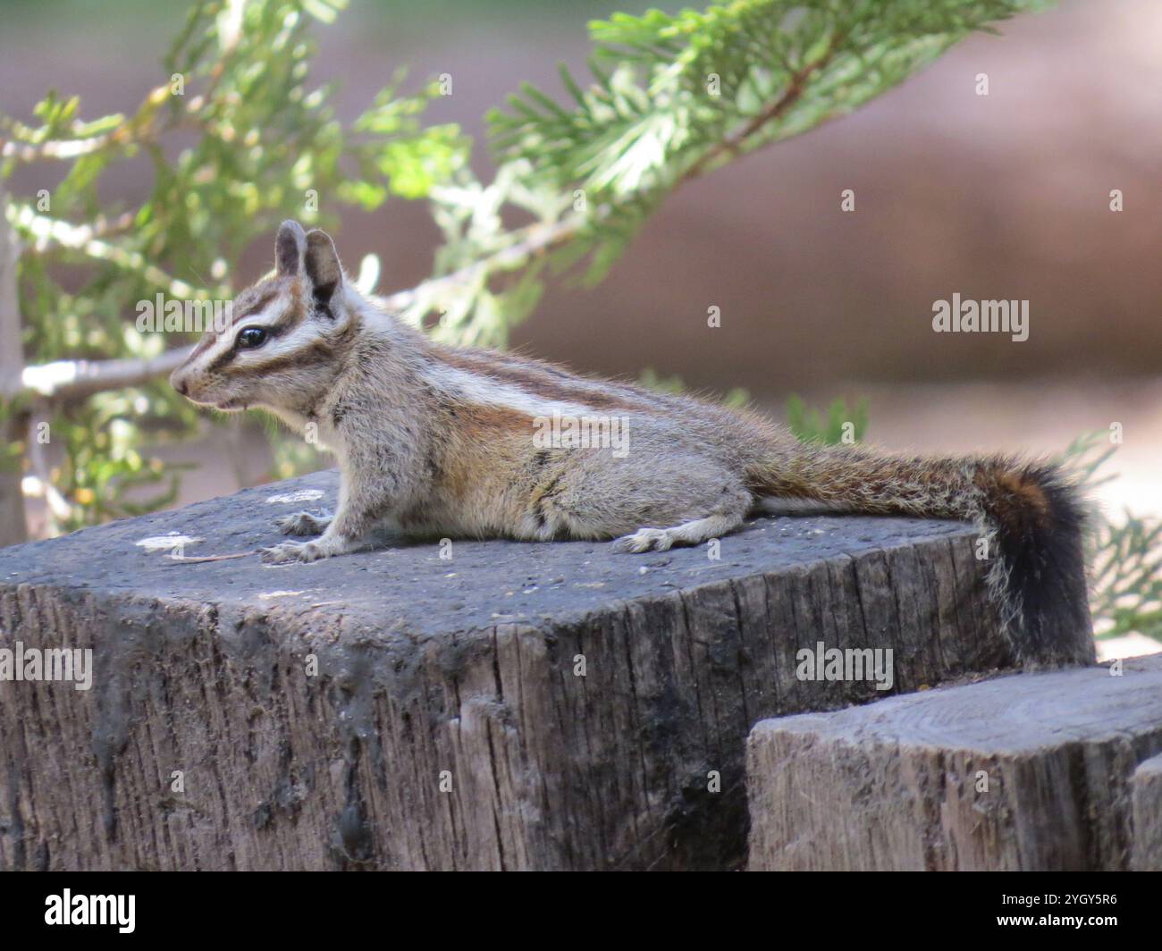 Lodgepole chipmunk hi-res stock photography and images - Alamy