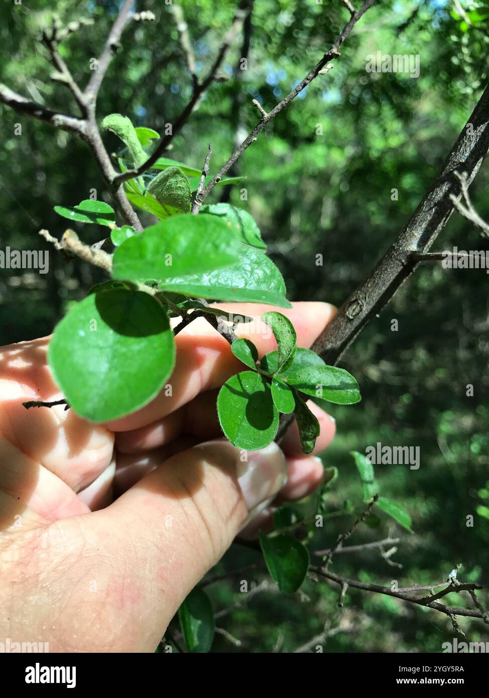 Texas Persimmon (Diospyros texana Stock Photo - Alamy