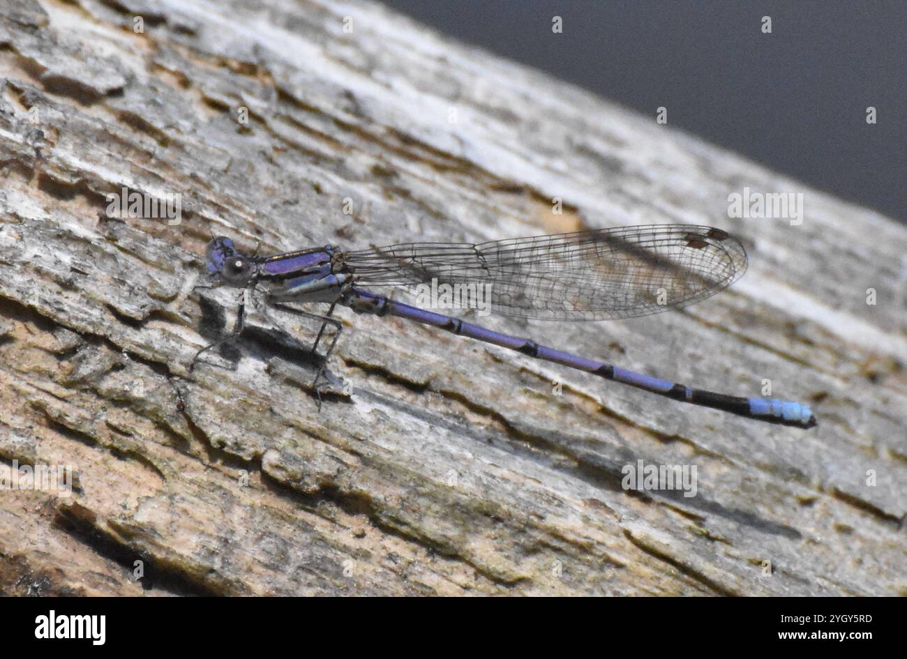 Variable Dancer (Argia fumipennis Stock Photo - Alamy