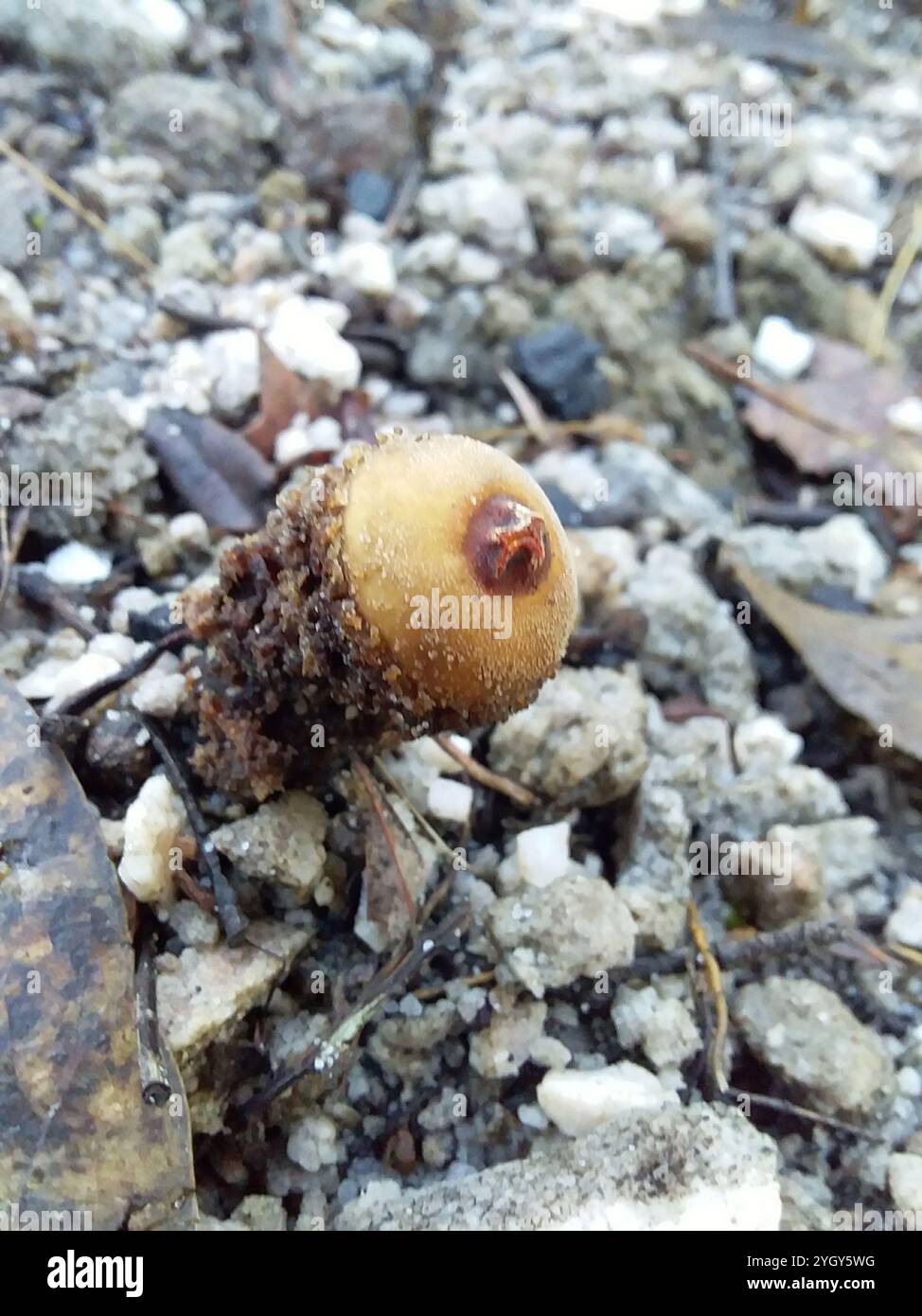 Calostoma hi-res stock photography and images - Alamy